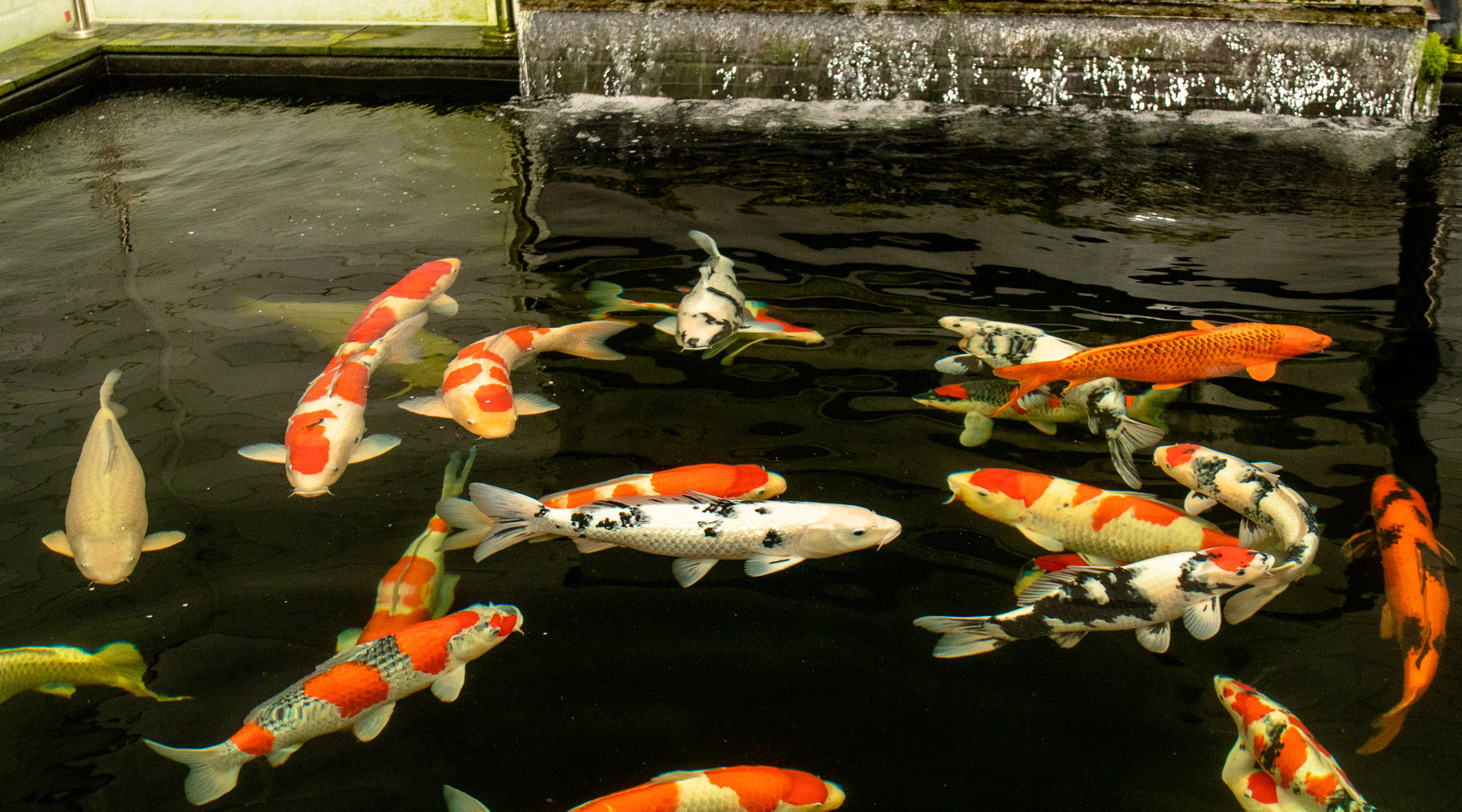 Kitsu Koi - Koi For Sale - Koi & Pond Equipment