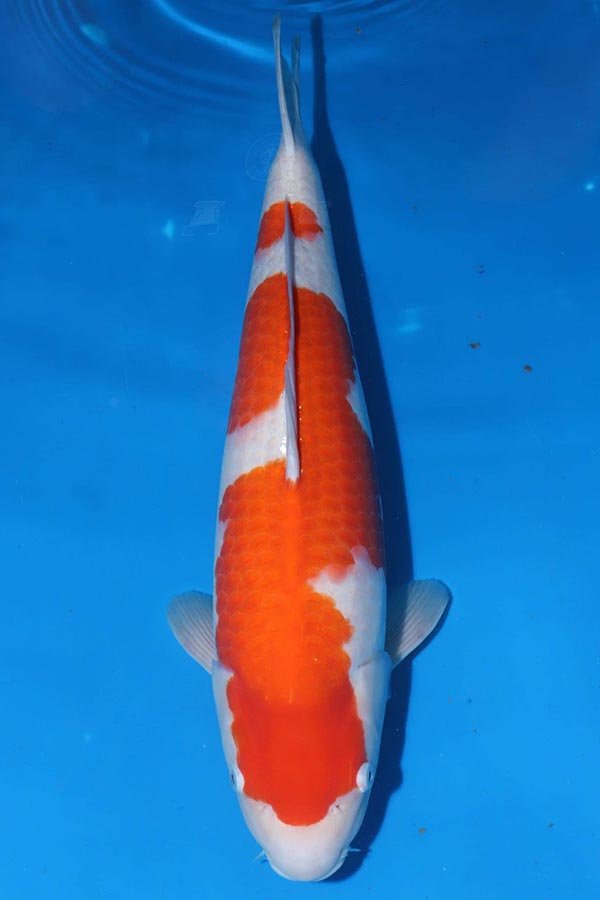 Koi for Sale - Kitsu Koi