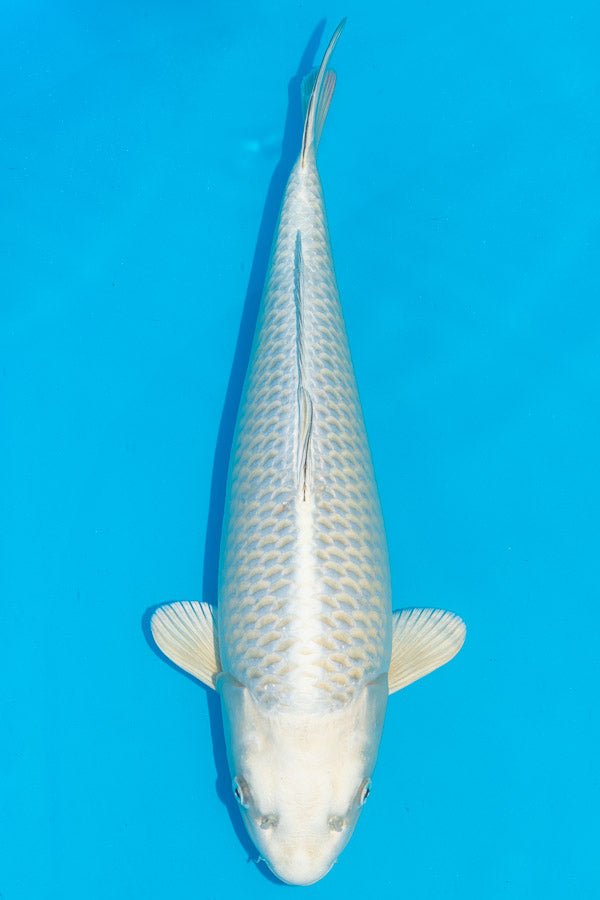 Kitsu Koi - Koi For Sale - Koi & Pond Equipment