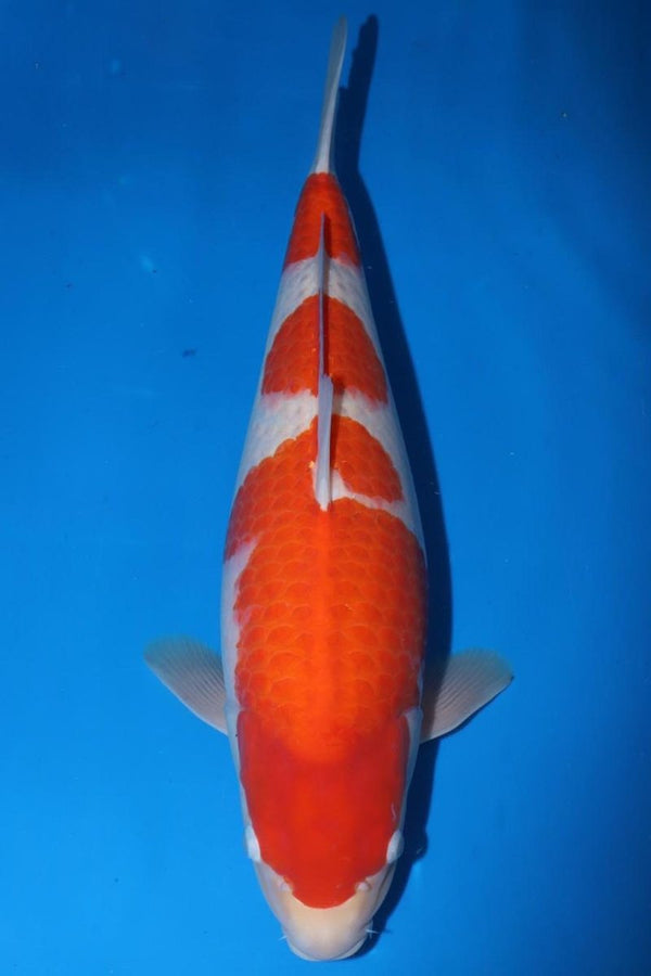 KK0229 Matsue Kohaku - Kitsu Koi