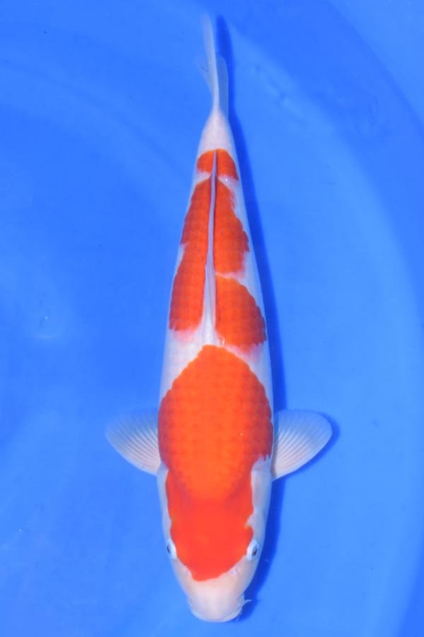 Nogami Kohaku - Kitsu Koi